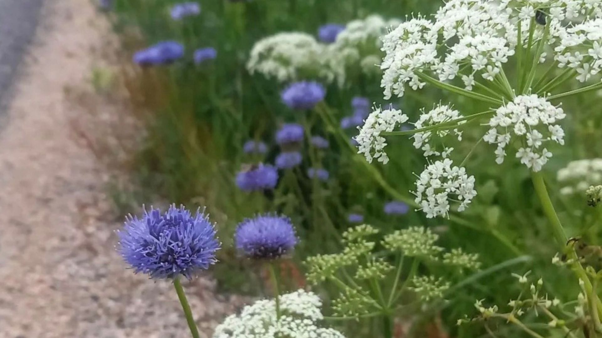 Biologisk mångfald på Rådde - Leader Sjuhärad